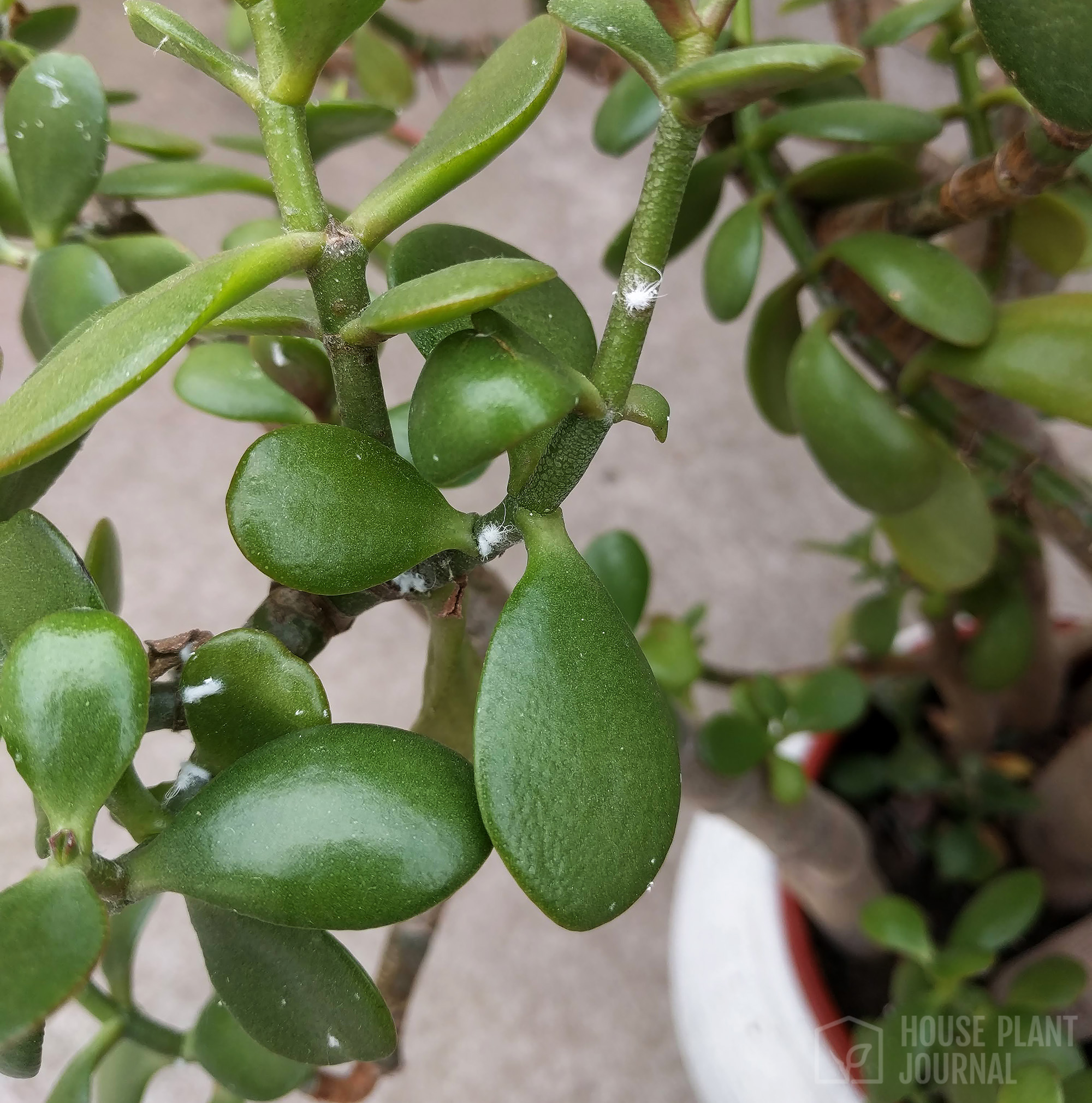 Mealybugs on Houseplants – House Plant Journal