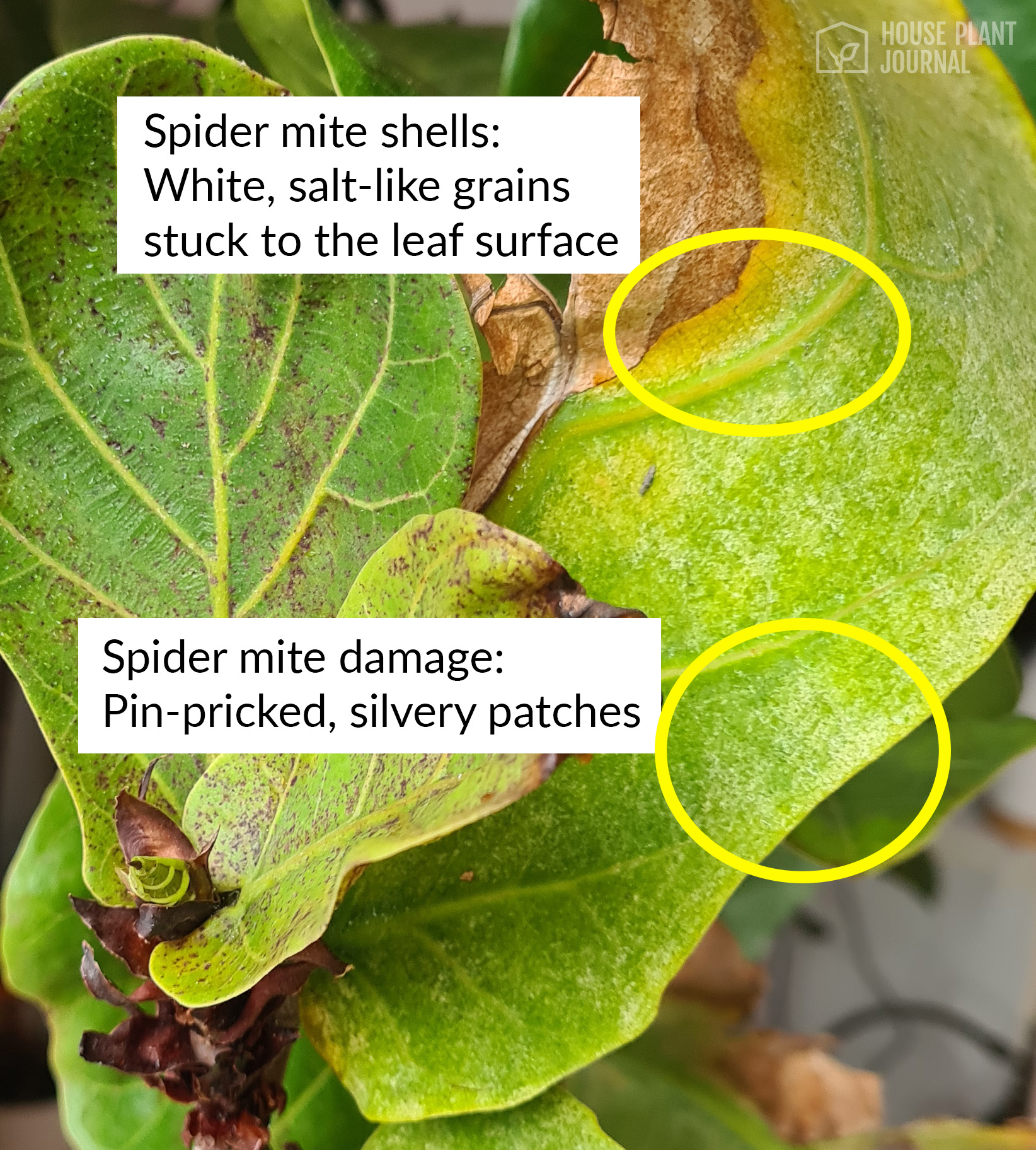 Fiddle leaf tips turn brown – House Plant Journal