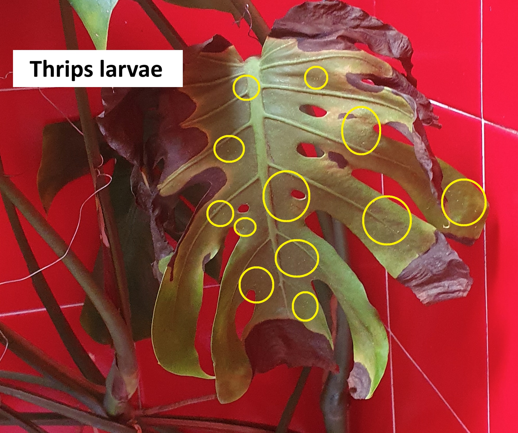 Monstera getting brown edges – House Plant Journal