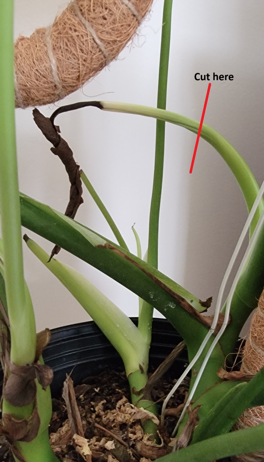 Monstera deliciosa newest leaves dying – House Plant Journal