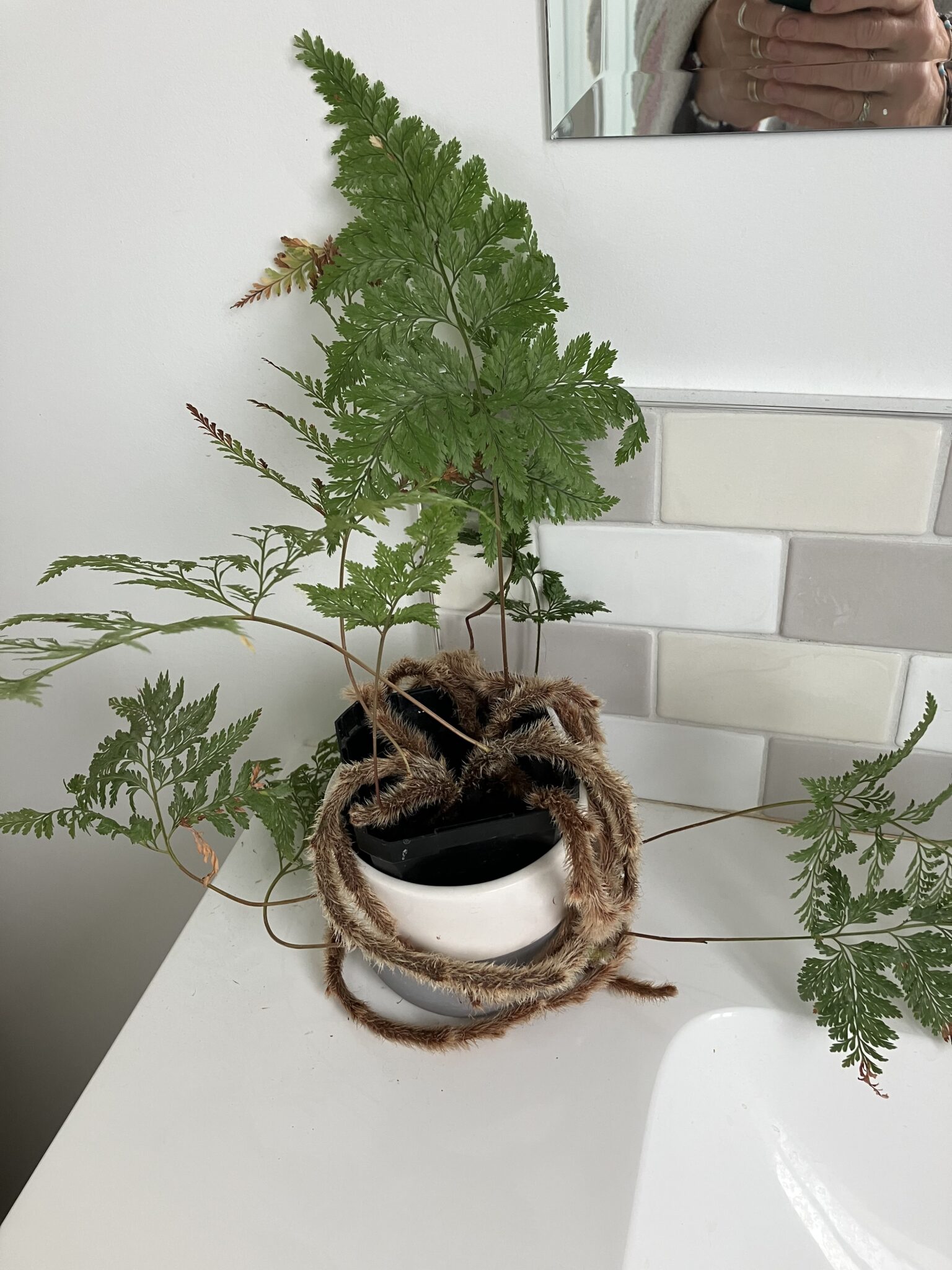 Rabbit foot fern care – House Plant Journal