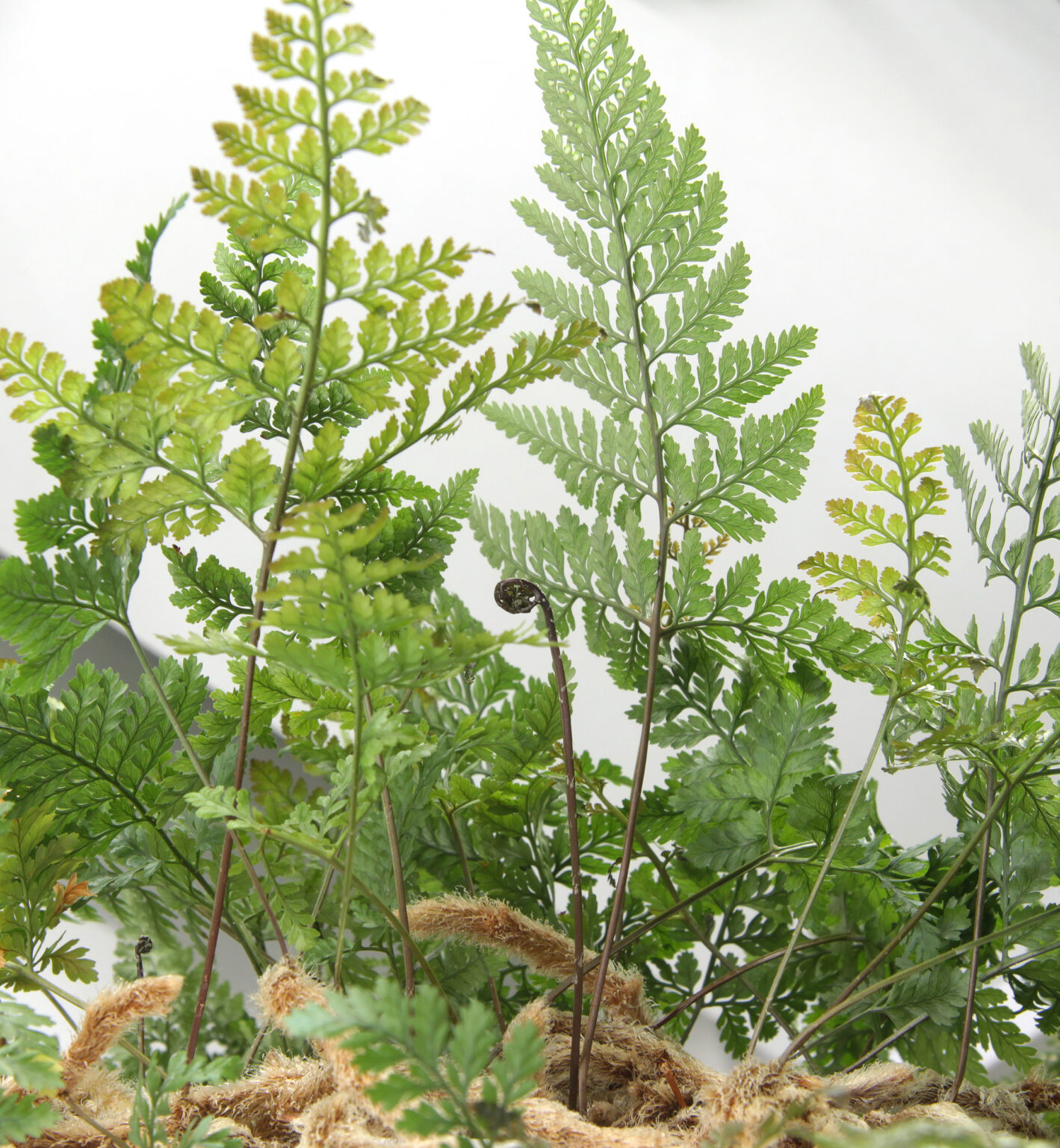 Rabbit foot fern care – House Plant Journal