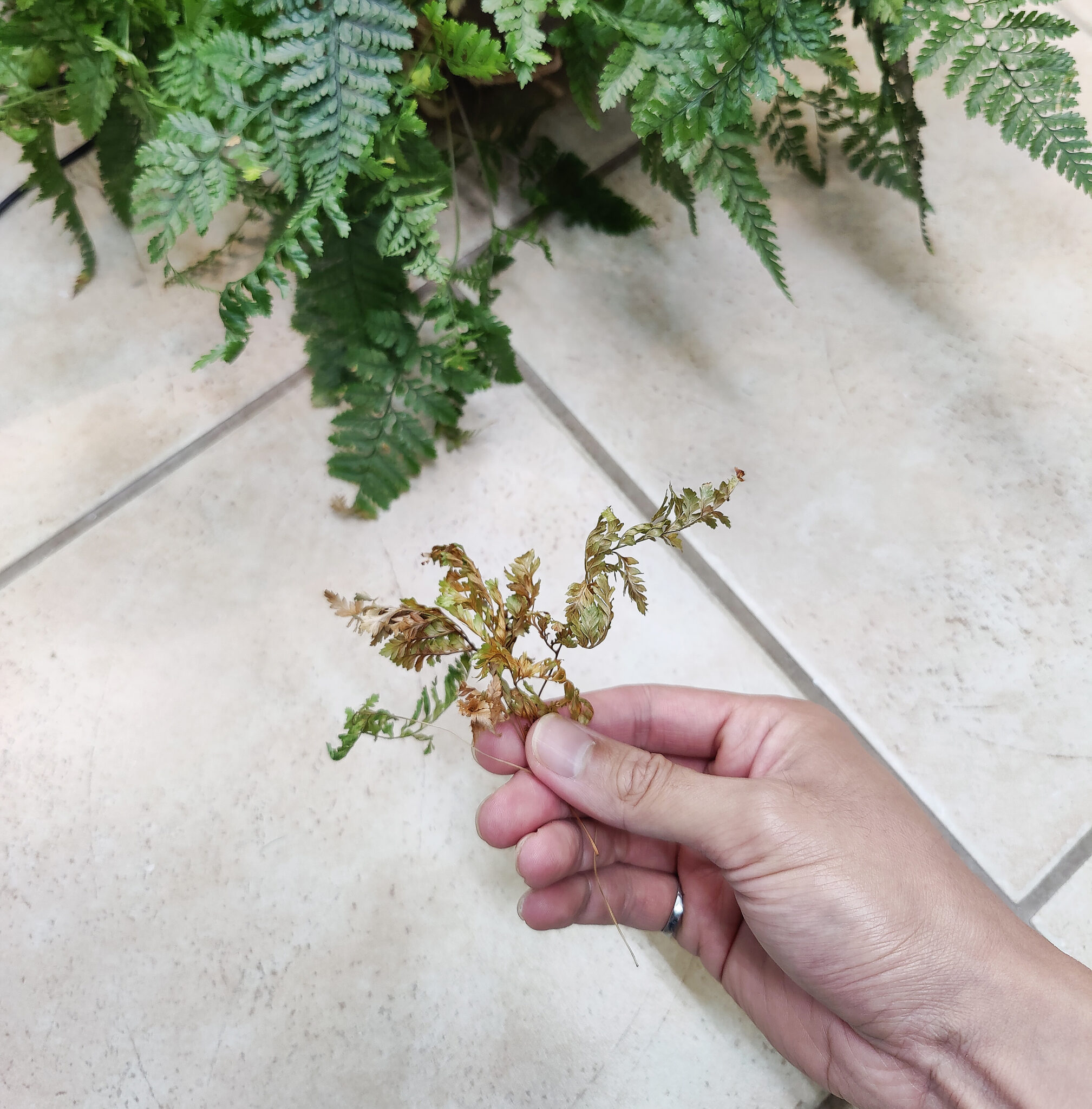 Rabbit foot fern care – House Plant Journal