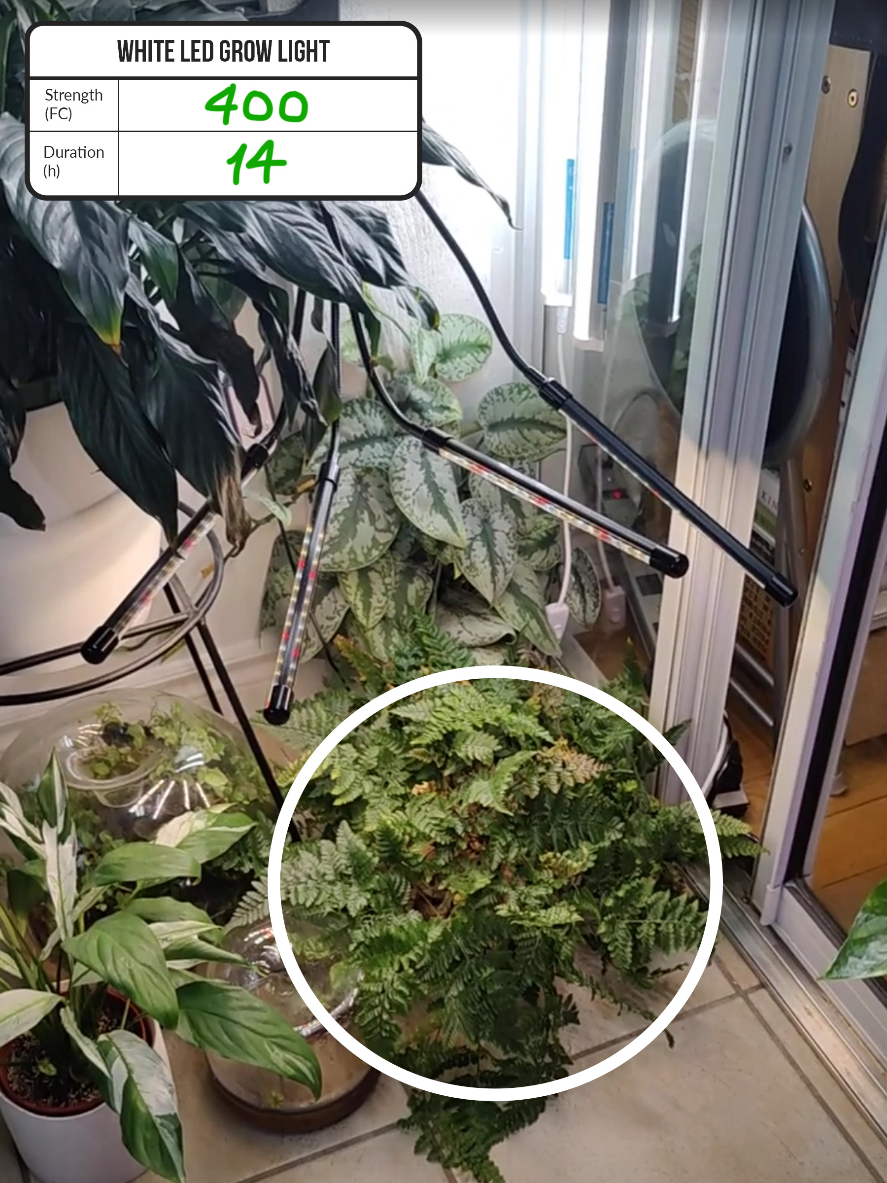 Rabbit foot fern care – House Plant Journal