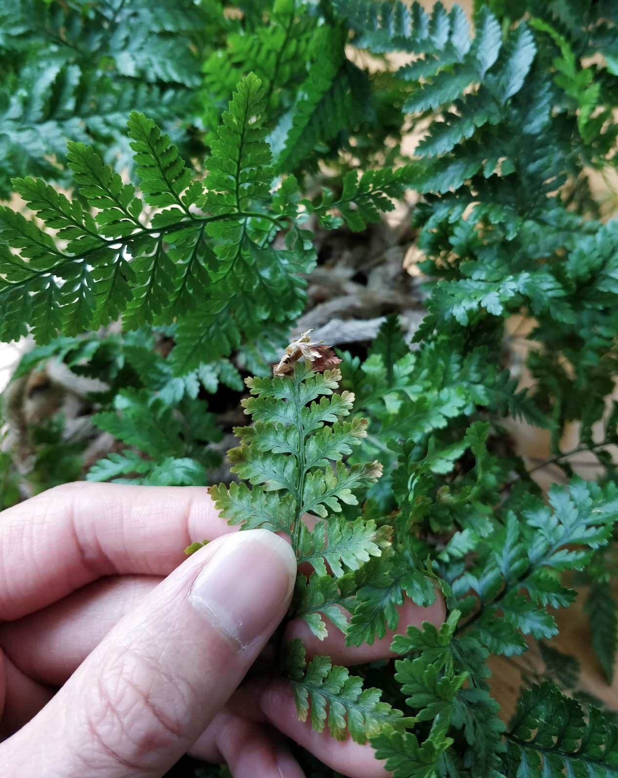 Rabbit foot fern care – House Plant Journal