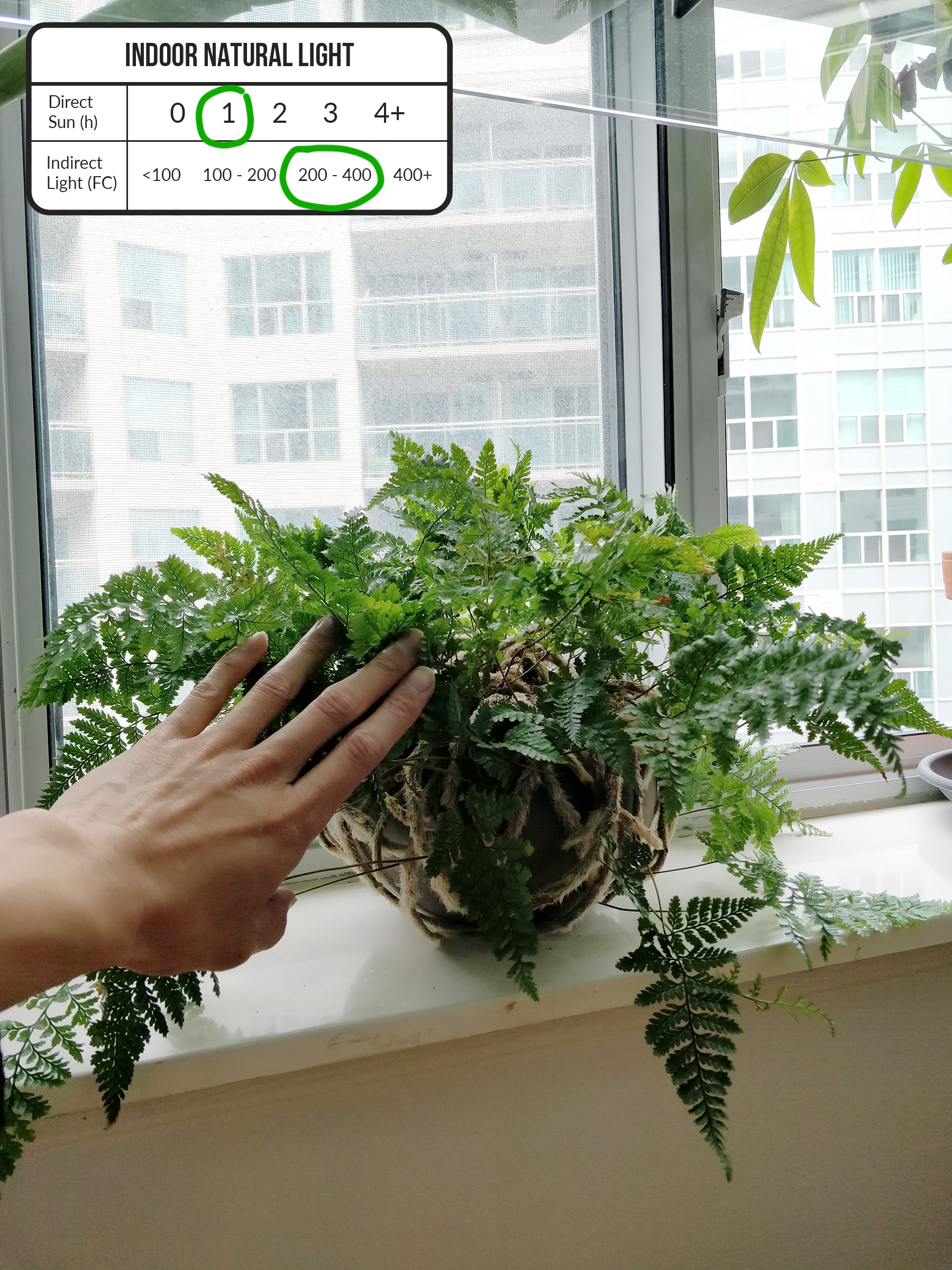 Rabbit foot fern care – House Plant Journal