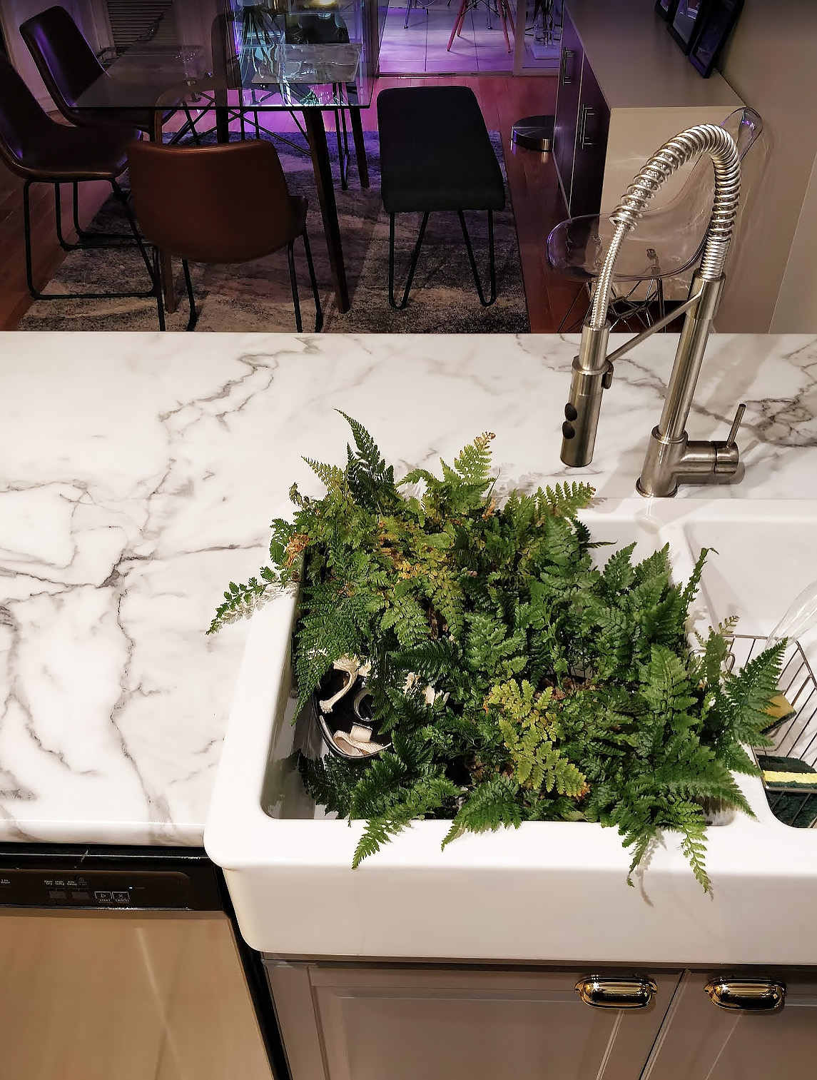 Rabbit foot fern care – House Plant Journal