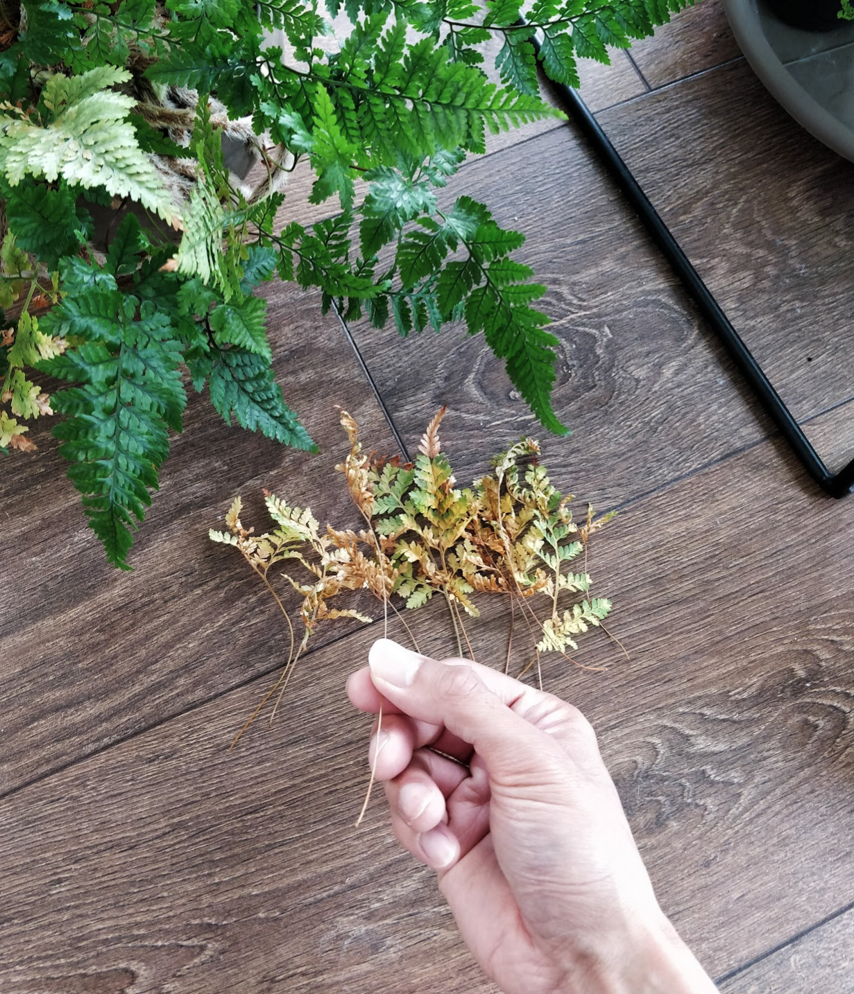 Rabbit foot fern care – House Plant Journal